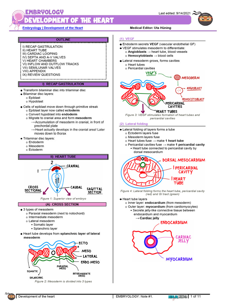 269 - Embryology Physiology) Development of The Heart Â - Ï | PDF ...