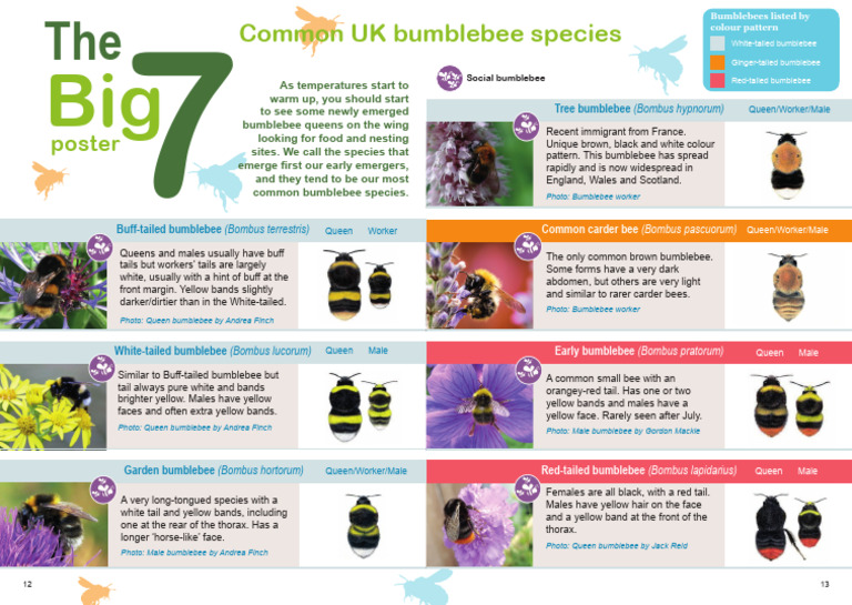 Wildlife Watch The Big 7 Poster 1 Bumble Bee | PDF