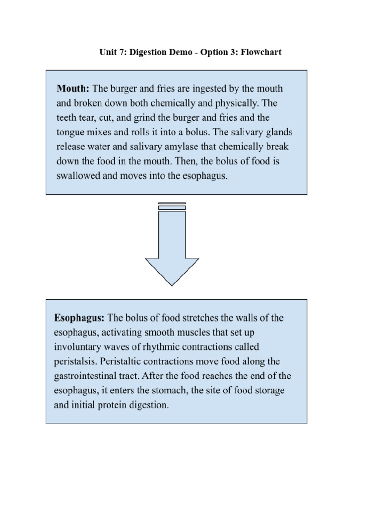 SBI3U1 - Unit 7 - Digestion Demo - Flowchart | PDF | Technology ...
