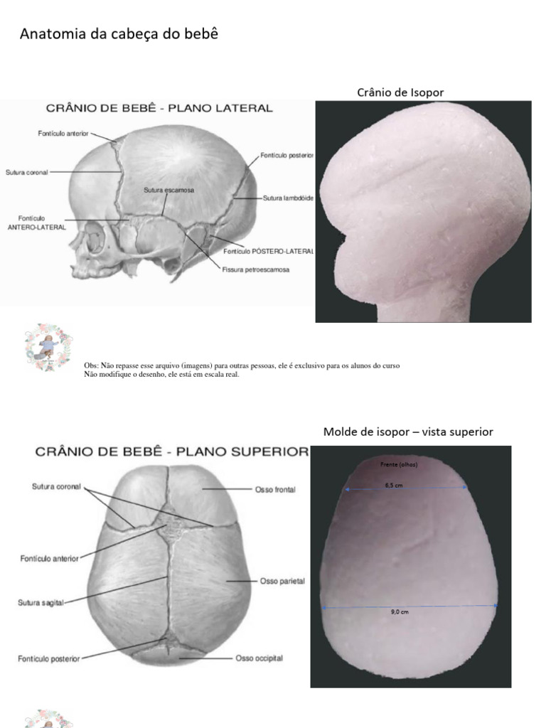 Anatomia do Crânio de Bebê em Isopor | PDF