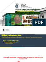 Guía de Colecta y Preservación de Insectos | PDF | Insectos | Taxonomía ...