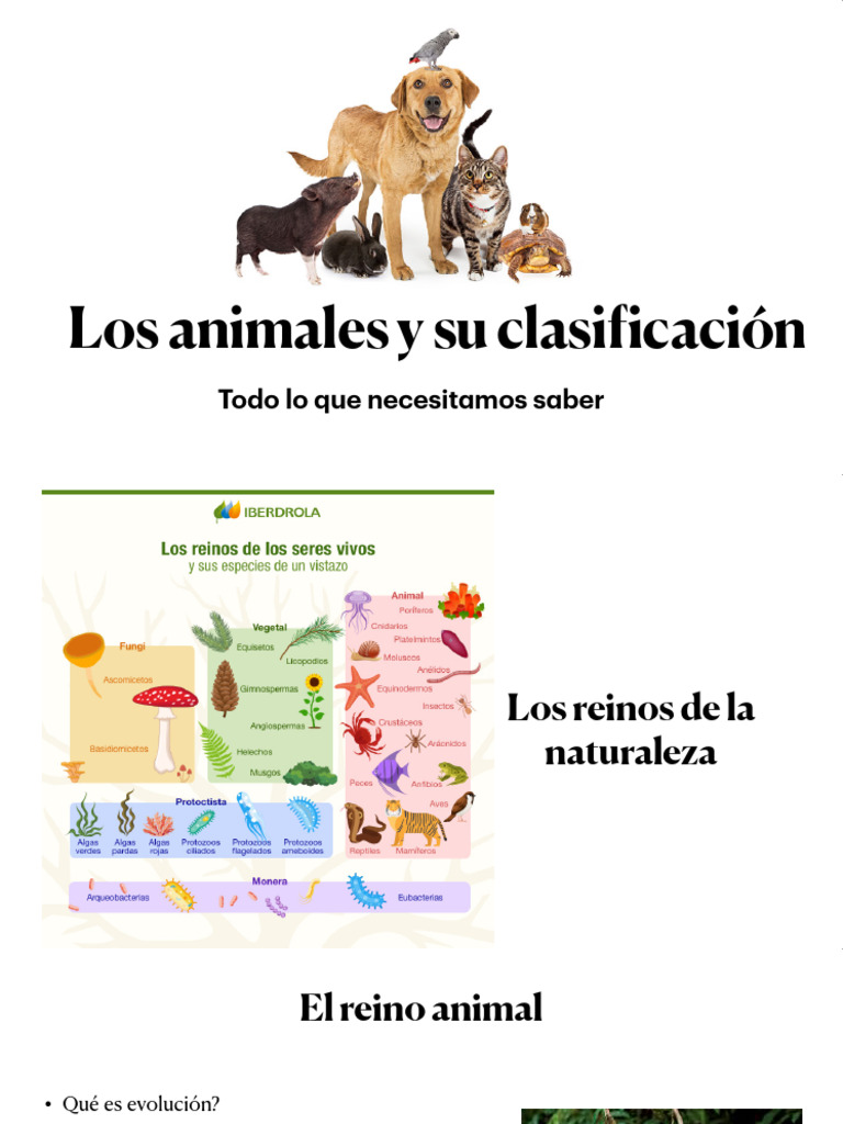 Clasificación y características de animales | PDF