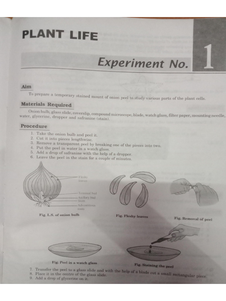 Bio Project Example | PDF