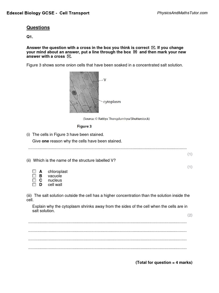 Cell Transport | PDF