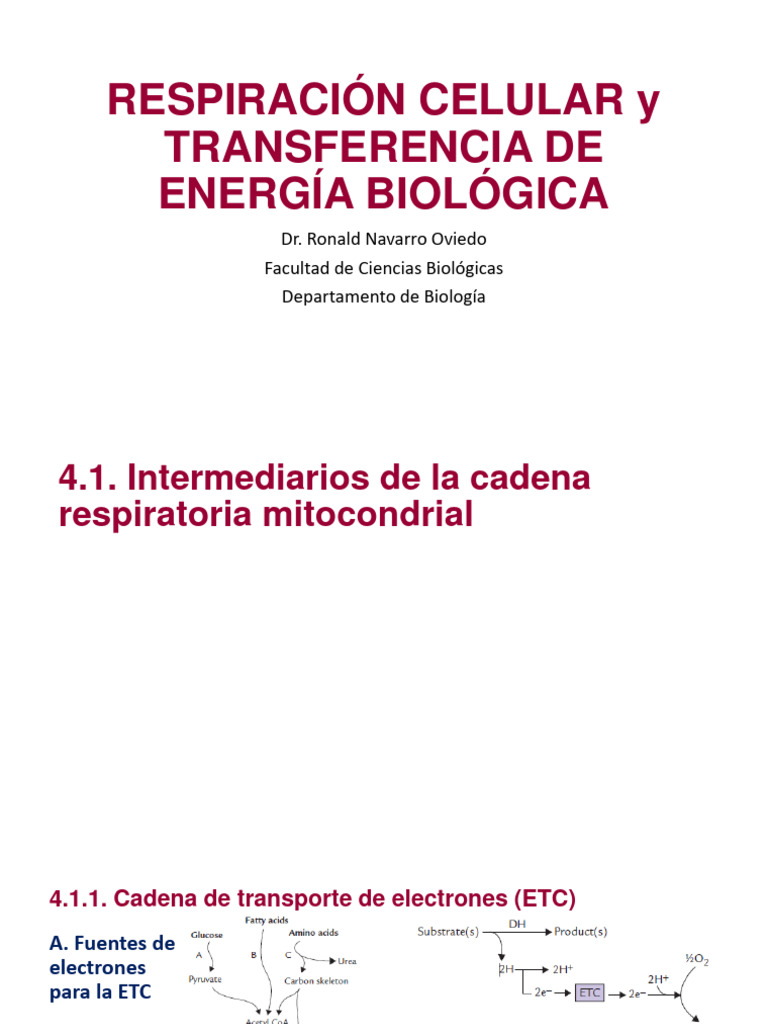 Respiración Celular y Transferencia de Energía Biológica | PDF | Trifosfato de adenosina ...