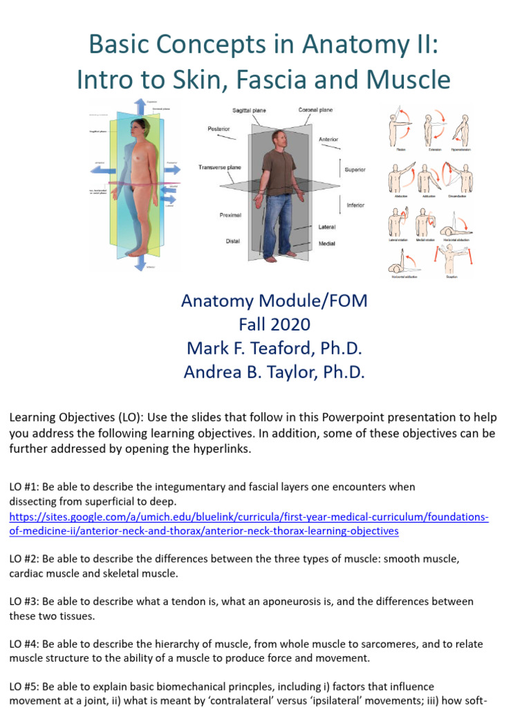Anatomy Module - Intro To Basics II - Intro To Skin, Fascia and Muscle ...