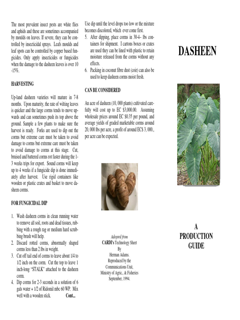 A Guide To Dasheen Production | PDF