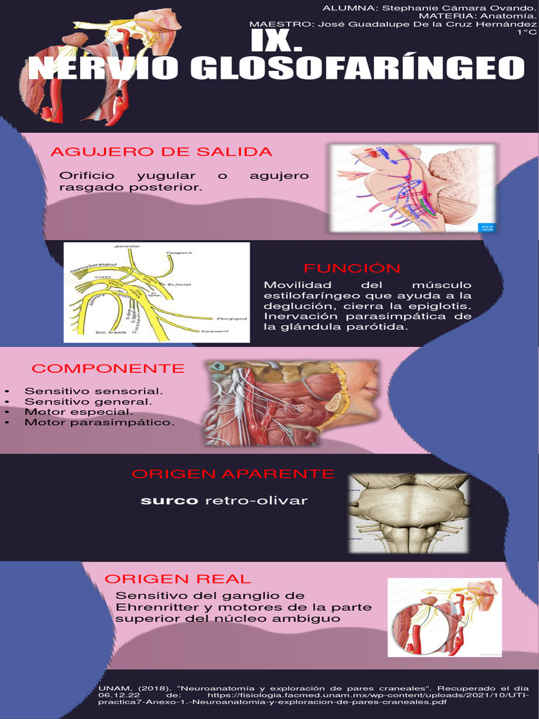 Ix. Nervio Glosofaríngeo | PDF