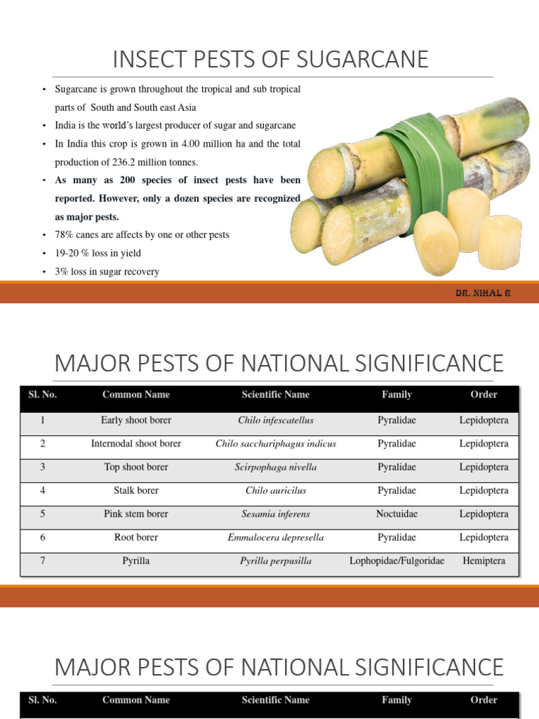 Insect Pests of Sugarcane | PDF | Sugarcane | Pest (Organism)