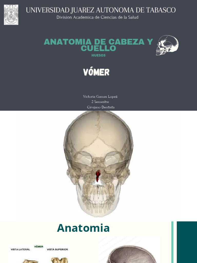 Anatomía del Hueso Vómer en el Cráneo | PDF | Estudios de idiomas ...