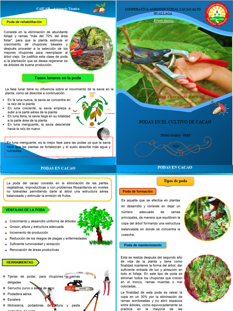 Poda de Cacao | PDF | Arboles | Luna
