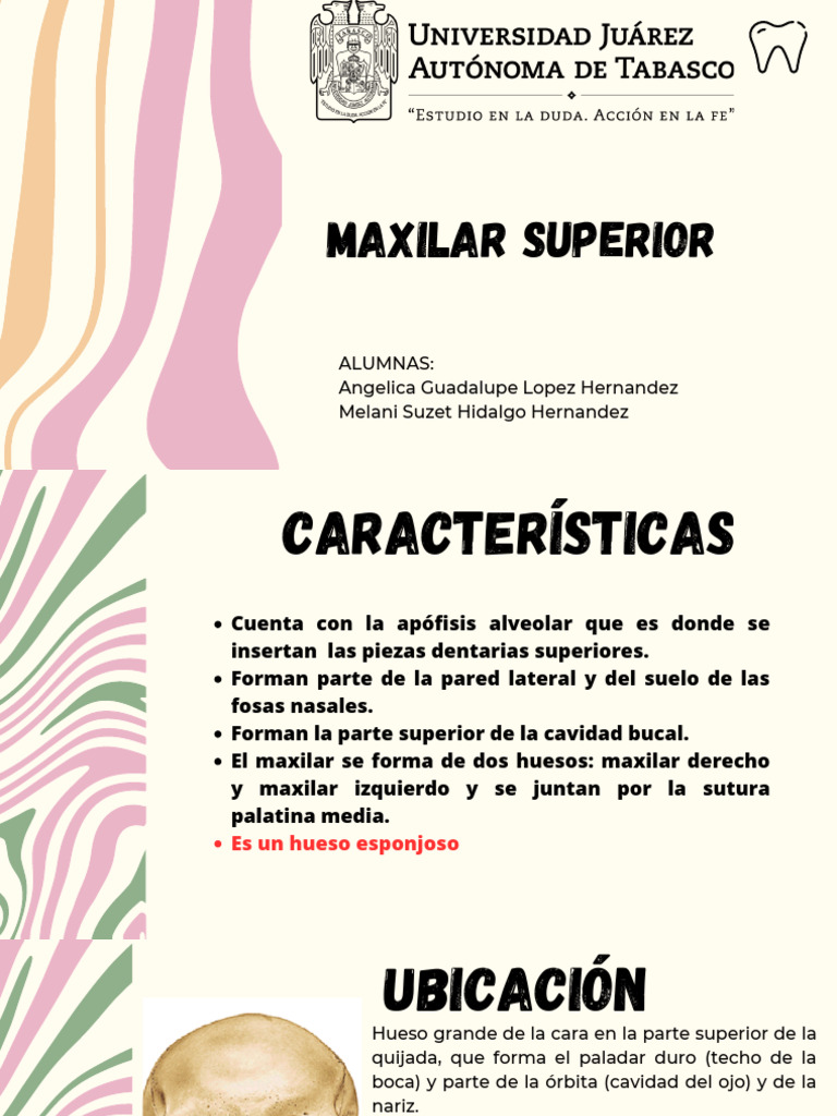 Maxilar Superior | PDF | Sistema musculoesquelético | Anatomía humana