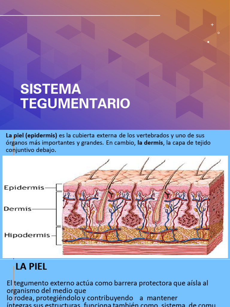 Sistema Tegumentario | PDF | Sistema tegumentario | Epidermis