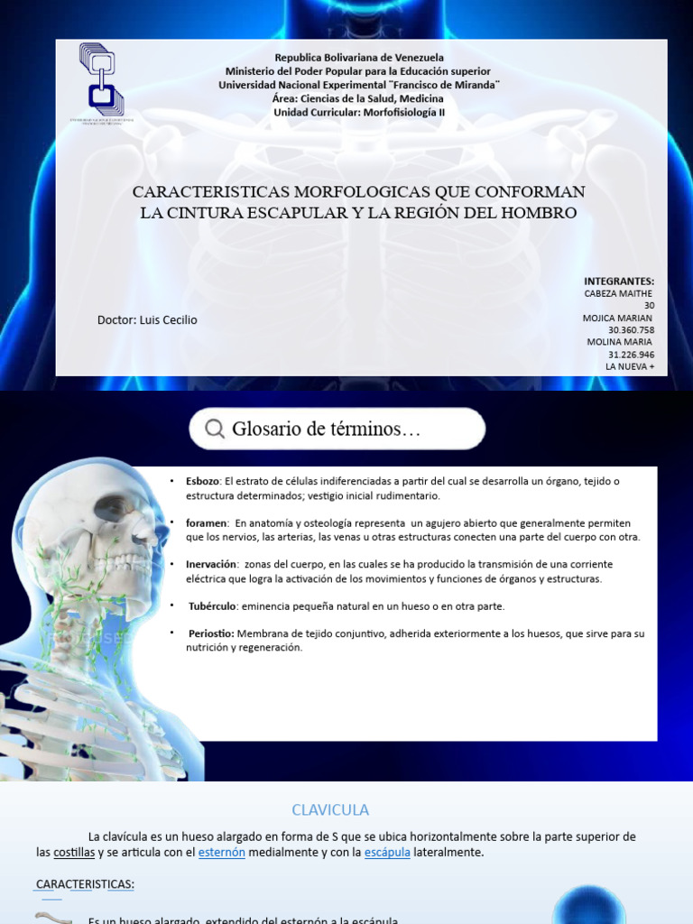 Diapositivas Tema 7 Clavícula, Escapula, Hombro y Humero | PDF | Hombro ...