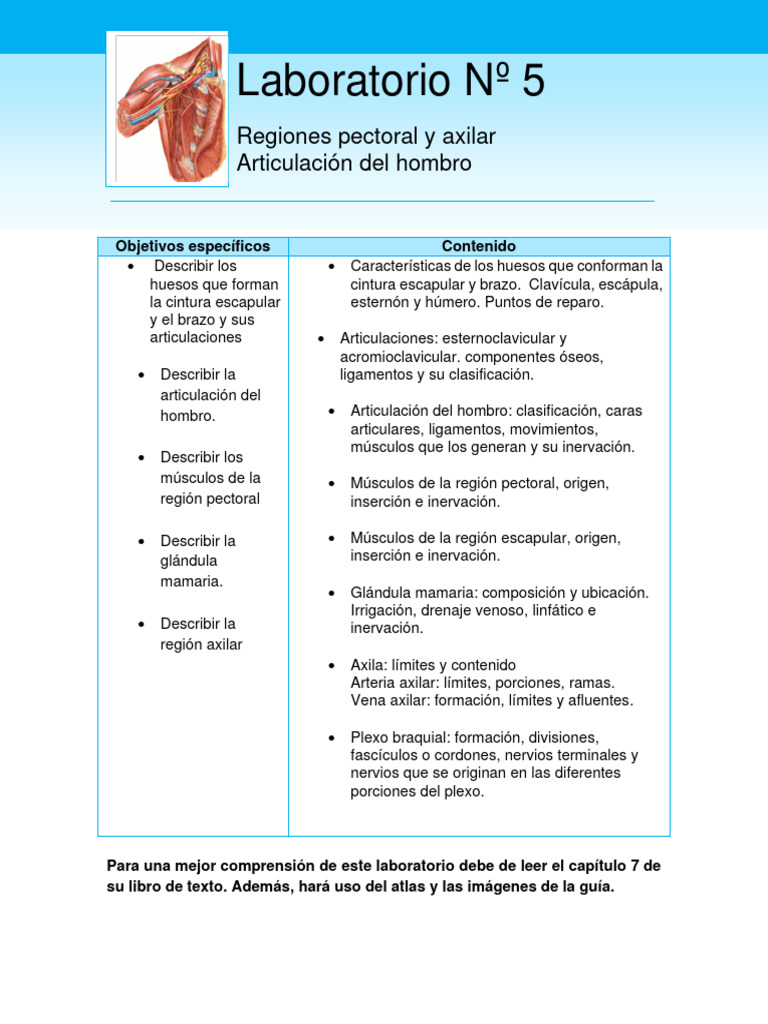 Guia Del Lab.5 Regiones Pectoral y Axilar. Articulacion Del Hombro - 2023 Revisado | PDF | Pecho ...