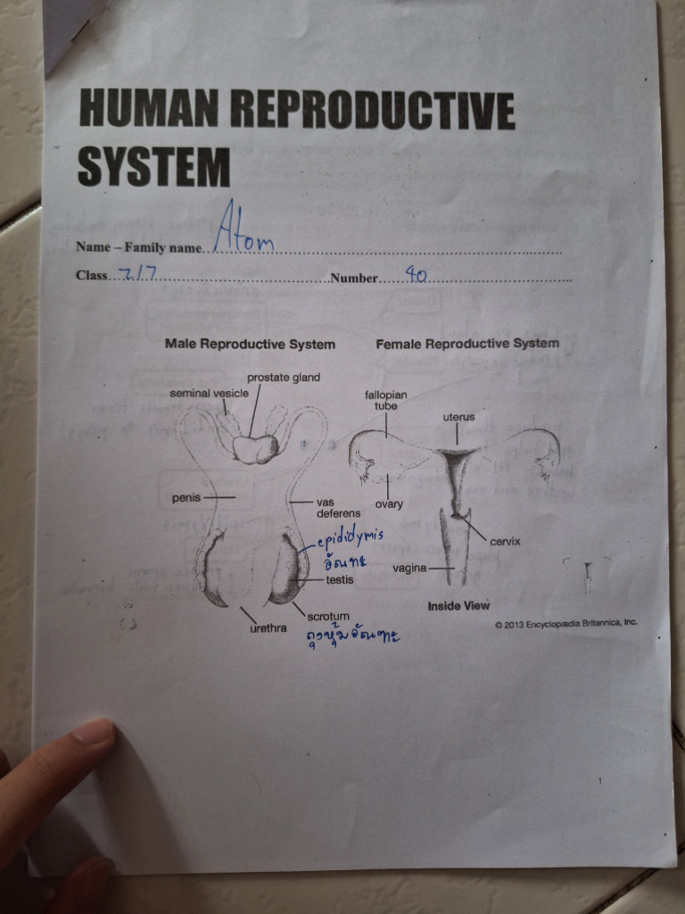 Reproductive System | PDF