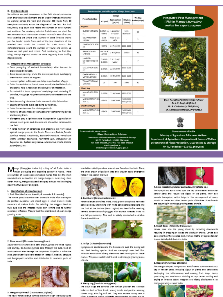 Mango Ipm For Export | PDF | Pest (Organism) | Plants