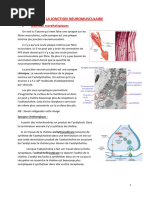 Les Curares | PDF | Acétylcholine | Synapse