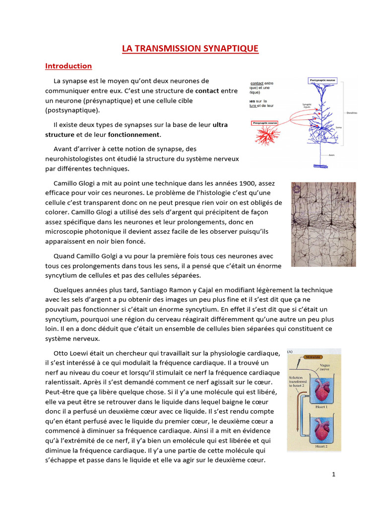 La Transmission Synaptique | PDF