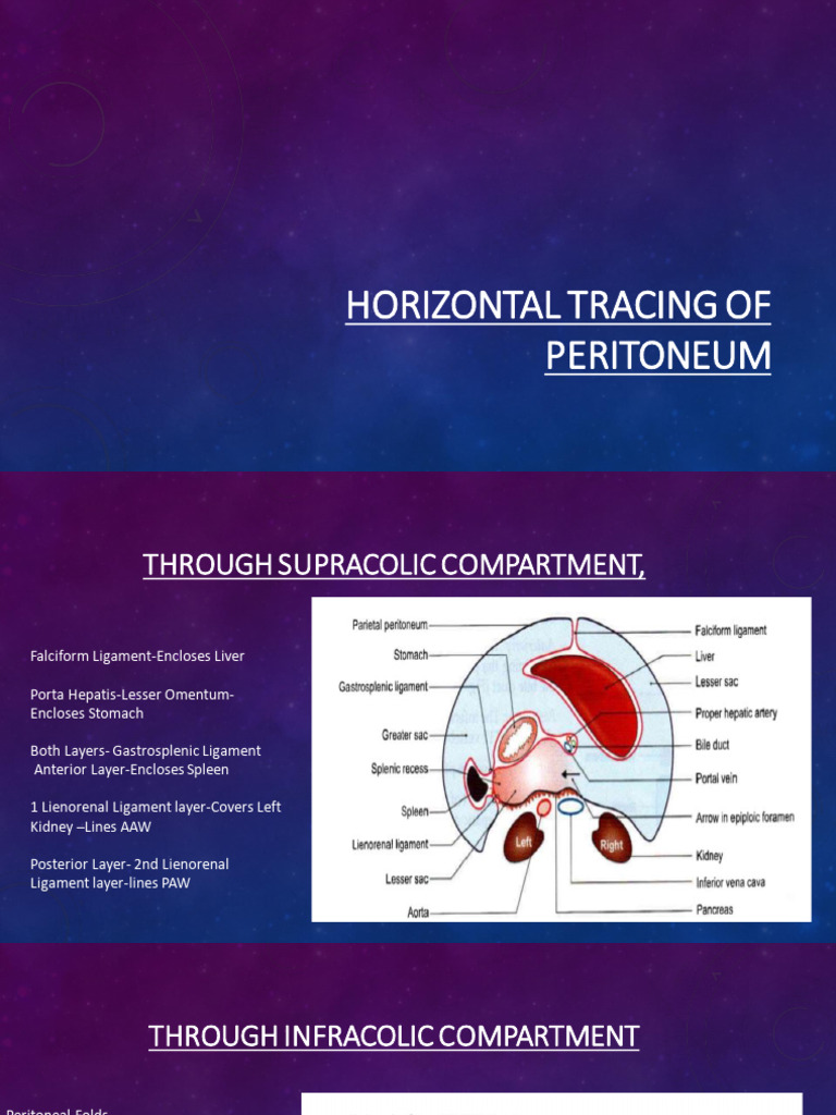 Horizontal Tracing of Peritoneum | PDF
