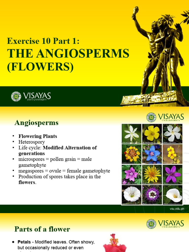 Botn 21n - Prelab - Exercise 10 - Angiosperms (Flowers) | PDF | Flowers ...