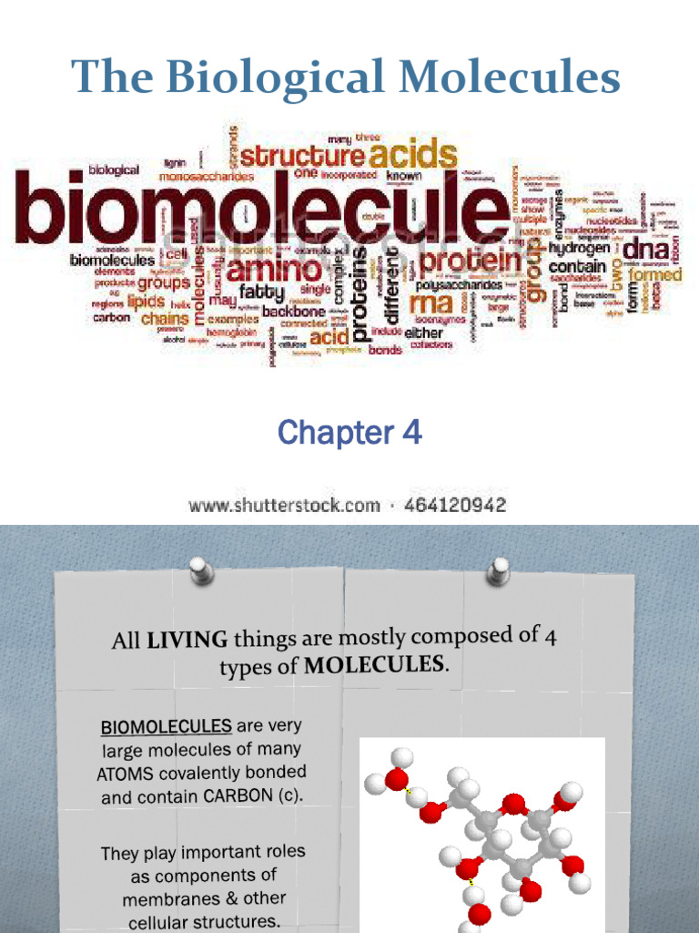 Biological Molecules | PDF