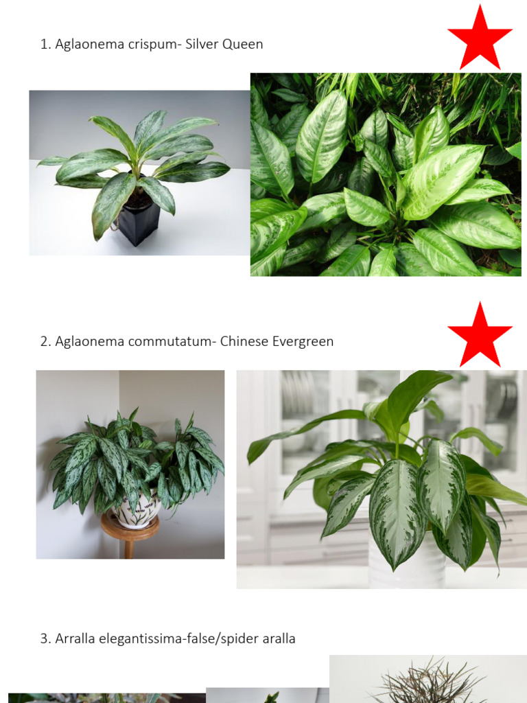 Plate 8 Foliage Reference Photo | PDF | Plants | Botany