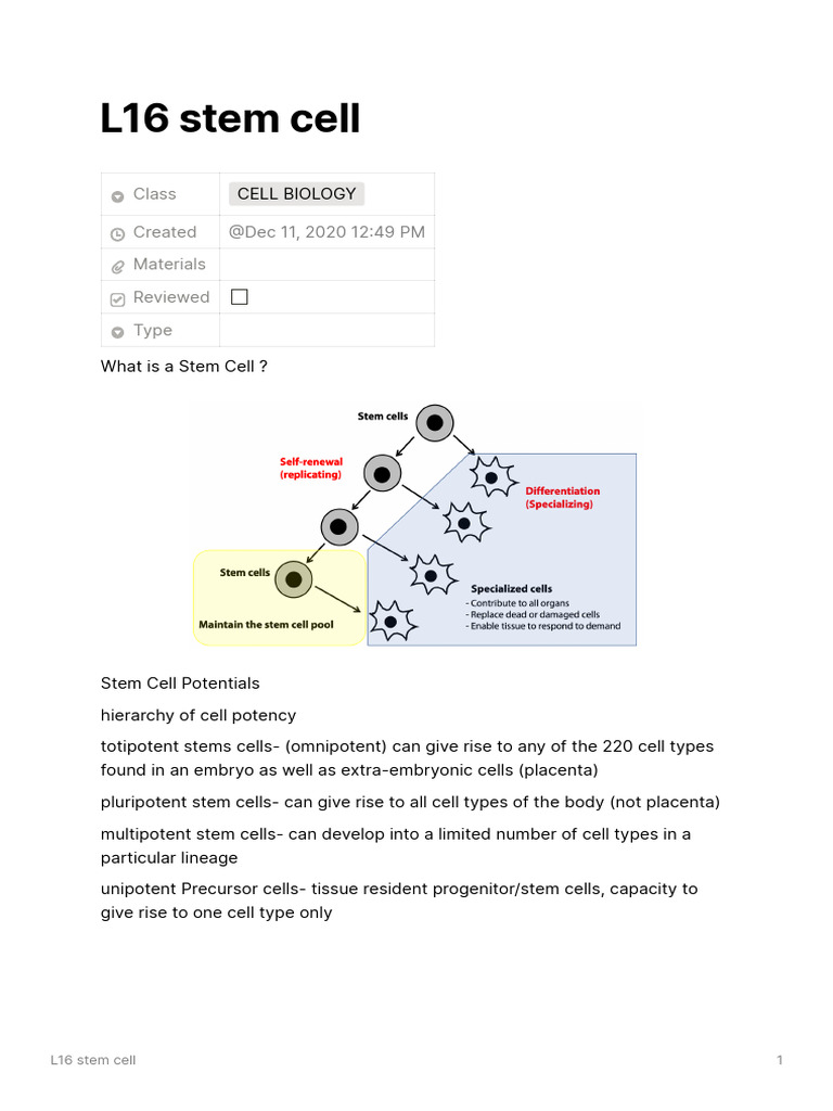 L16 Stem Cell | PDF | Cell Potency | Stem Cell