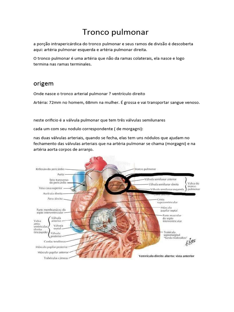 Tronco Pulmonar - Anatomia Resumo | PDF | Veia | Ventrículo (coração)