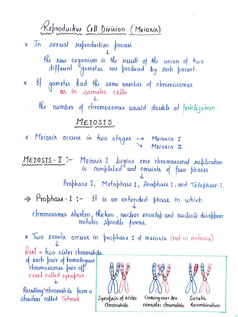 Reproductive Cell Division Meiosis | PDF | Ploidy | Meiosis