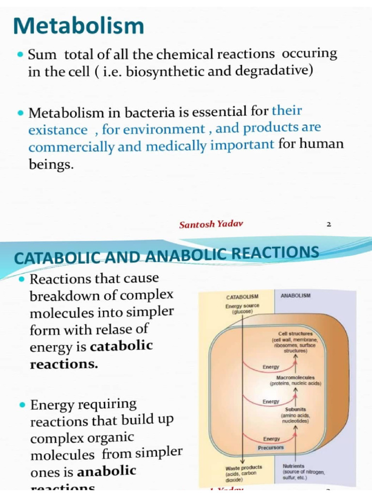 Bacterial Metabolism 1 | PDF
