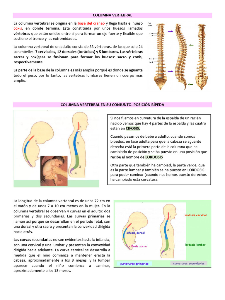 Columna Vertebral | PDF