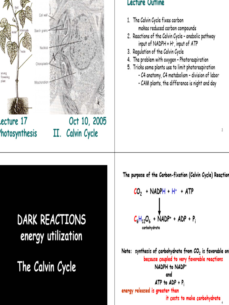 Photosynth | PDF | Plant Physiology | Branches Of Botany