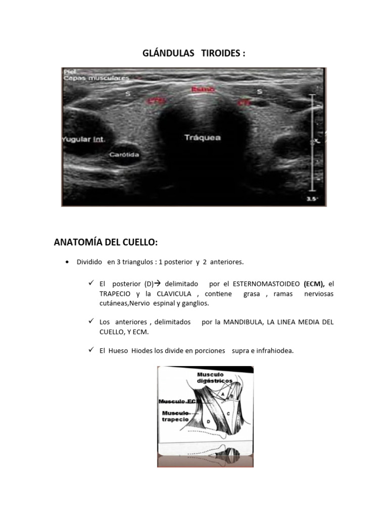 Anatomía y Ecografía de la Tiroides | PDF | Tiroides | Especialidades ...
