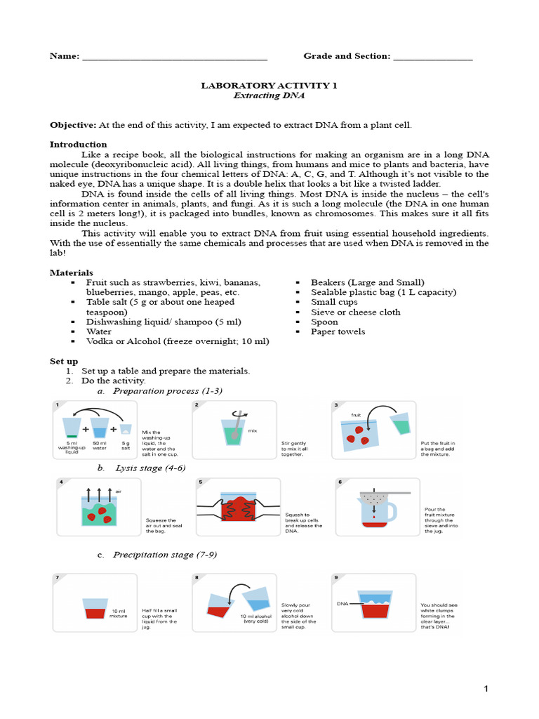 Extracting Plant DNA: Lab Activity | PDF | Dna | Cell (Biology)