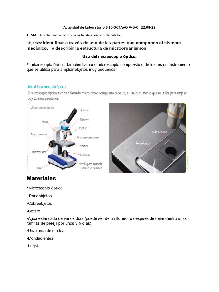 Práctica de Laboratorio S16 Uso Del Microscopio | PDF | Microscopio ...