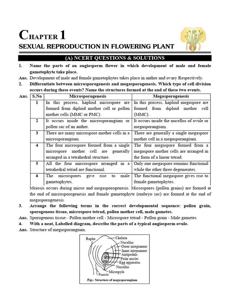 Sexual Reproduction in Flowering Plant | PDF | Flowers | Pollen
