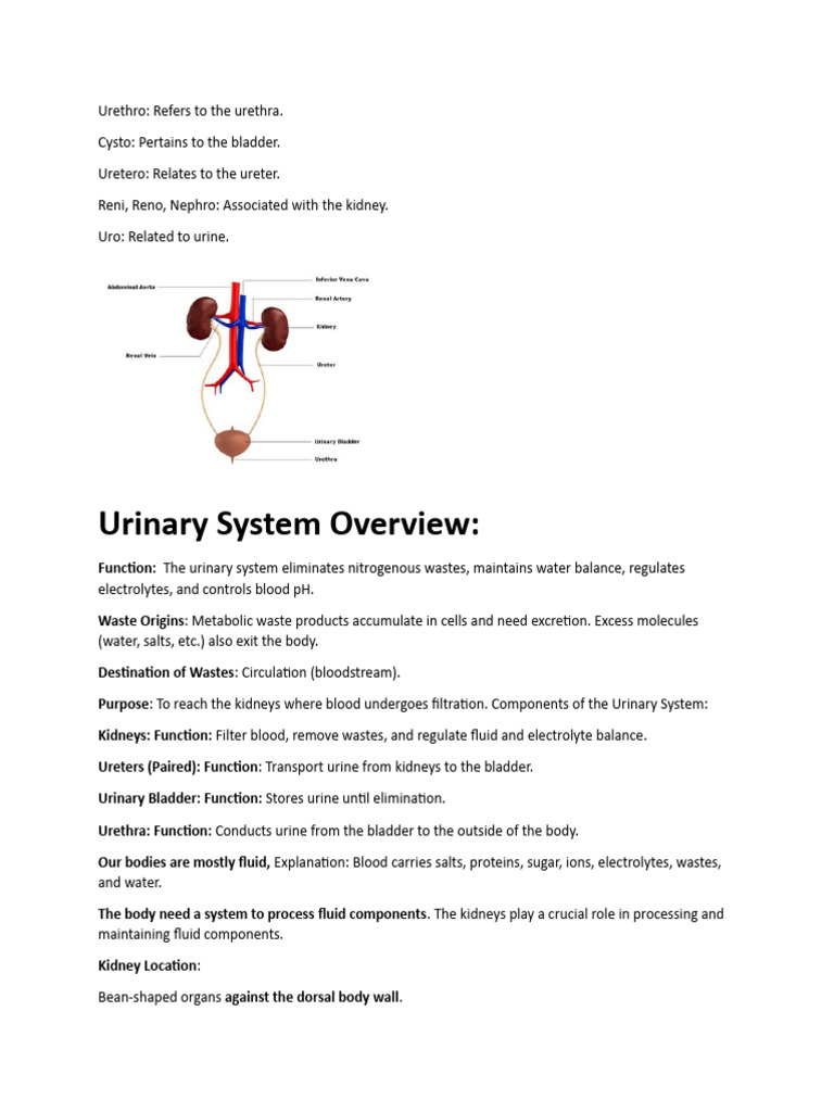 Urinary Study Guide | PDF | Urinary Incontinence | Urination