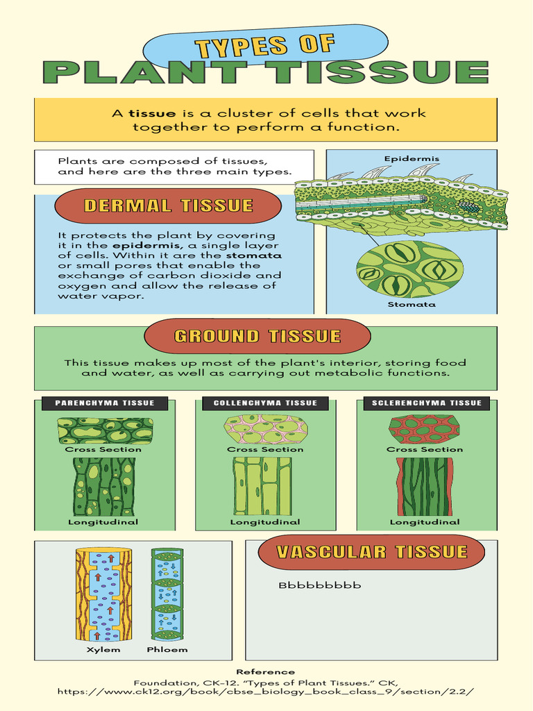 Types of Plant Tissues Science Infographic in Green Pastel Yellow Lined ...