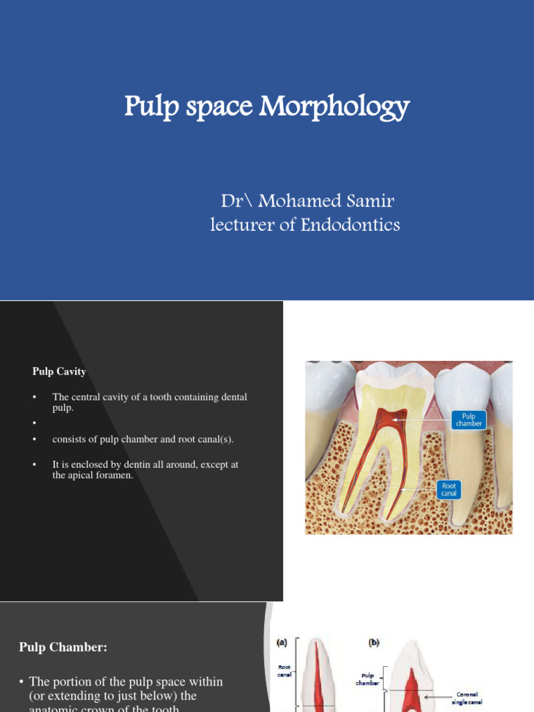 Intro To Pulp Space Morphology 2022 | PDF | Anatomy | Mouth