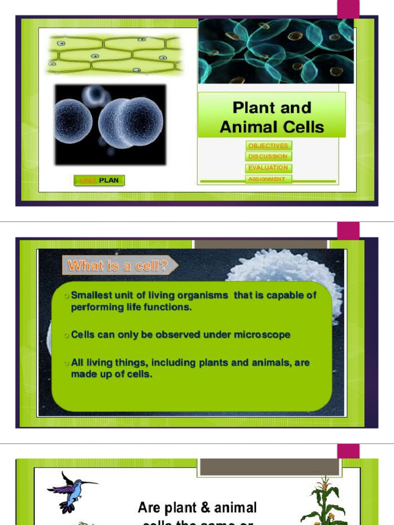Plant Cell and Animal Cell | PDF