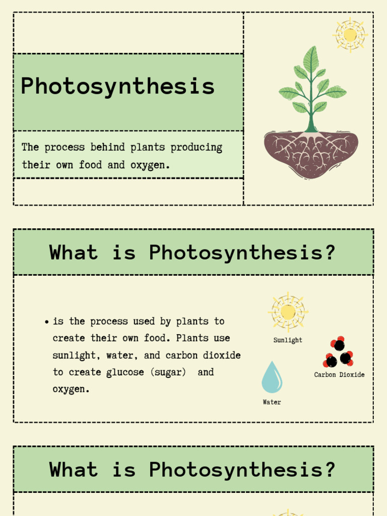 Photosynthesis Science Presentation in Green Beige Illustrative Style | PDF
