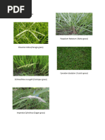 Forage Grasses and Legumes List | PDF | Legume | Clover
