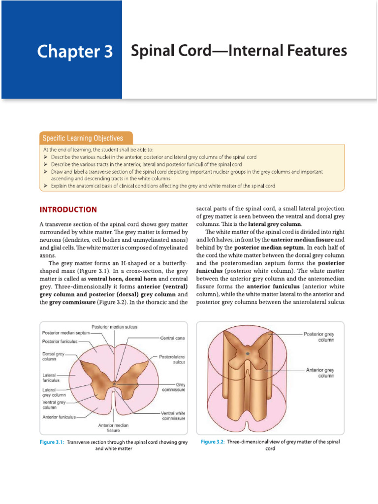 Inderbir Singh Spinal Cord-Internal Features | PDF