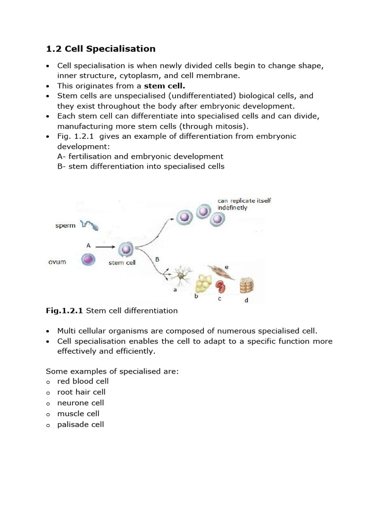 1.2 Cell Specialisation | PDF | Tissue (Biology) | Cell (Biology)