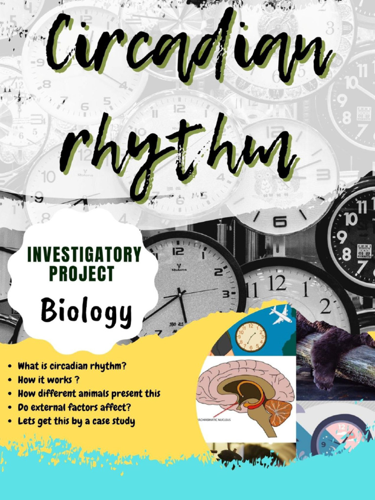 Understanding Circadian Rhythms Explained | PDF | Circadian Rhythm | Sleep