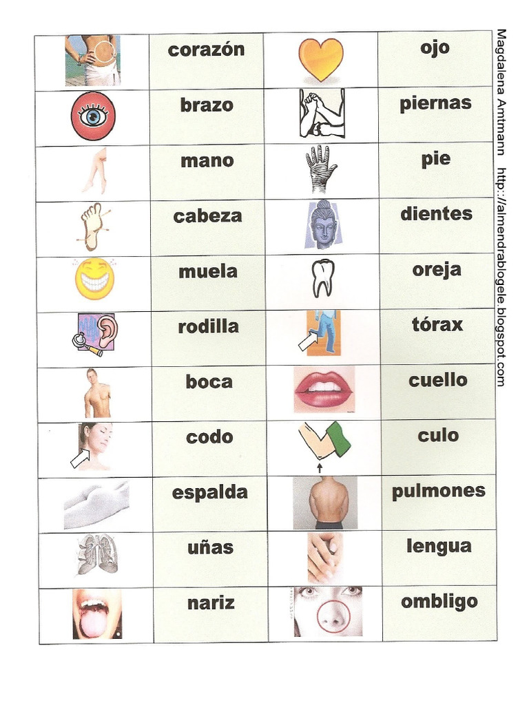 Dominc3b3 Partes Del Cuerpo | PDF