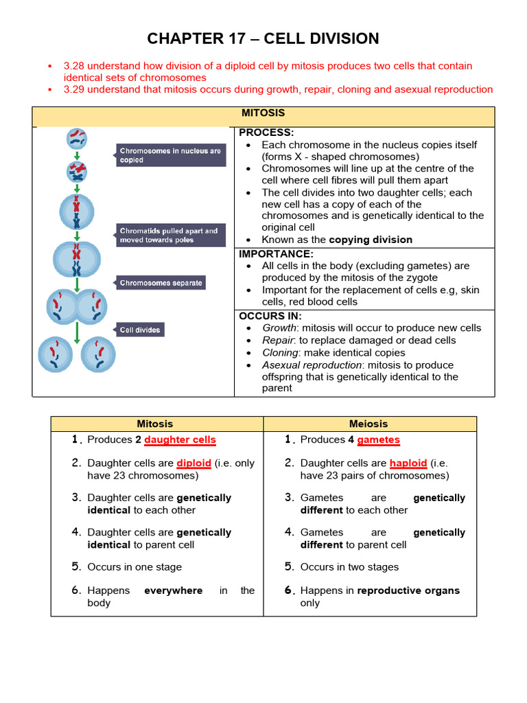 Chapter 17 Notes Igcse Edexcel Biology | PDF | Ploidy | Meiosis