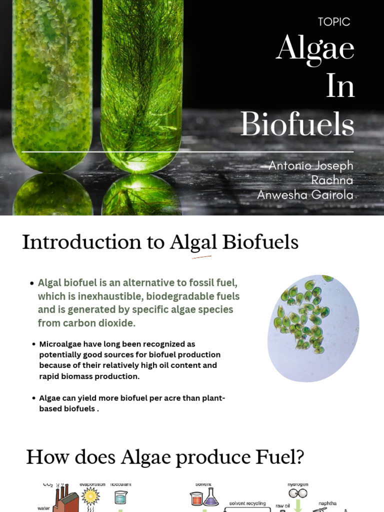 Algae in Biofuel Group 1 (Rachna) | PDF | Algae Fuel | Biofuel