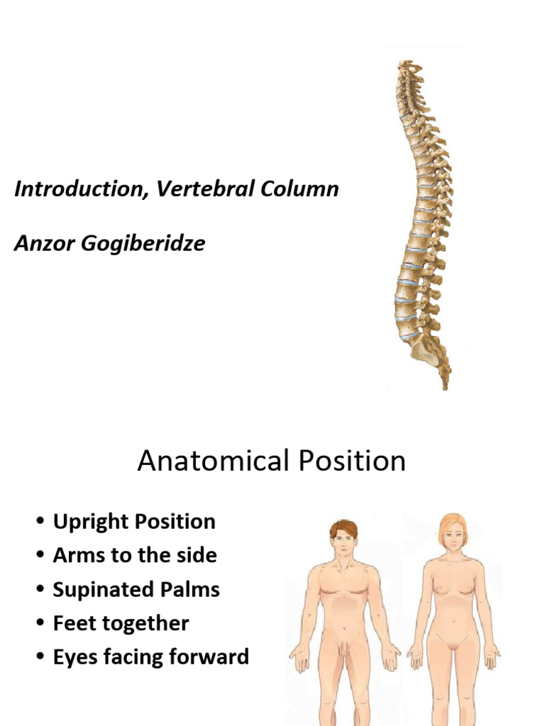 Introduction, Vertebral Column | PDF | Vertebra | Anatomical Terms Of Location